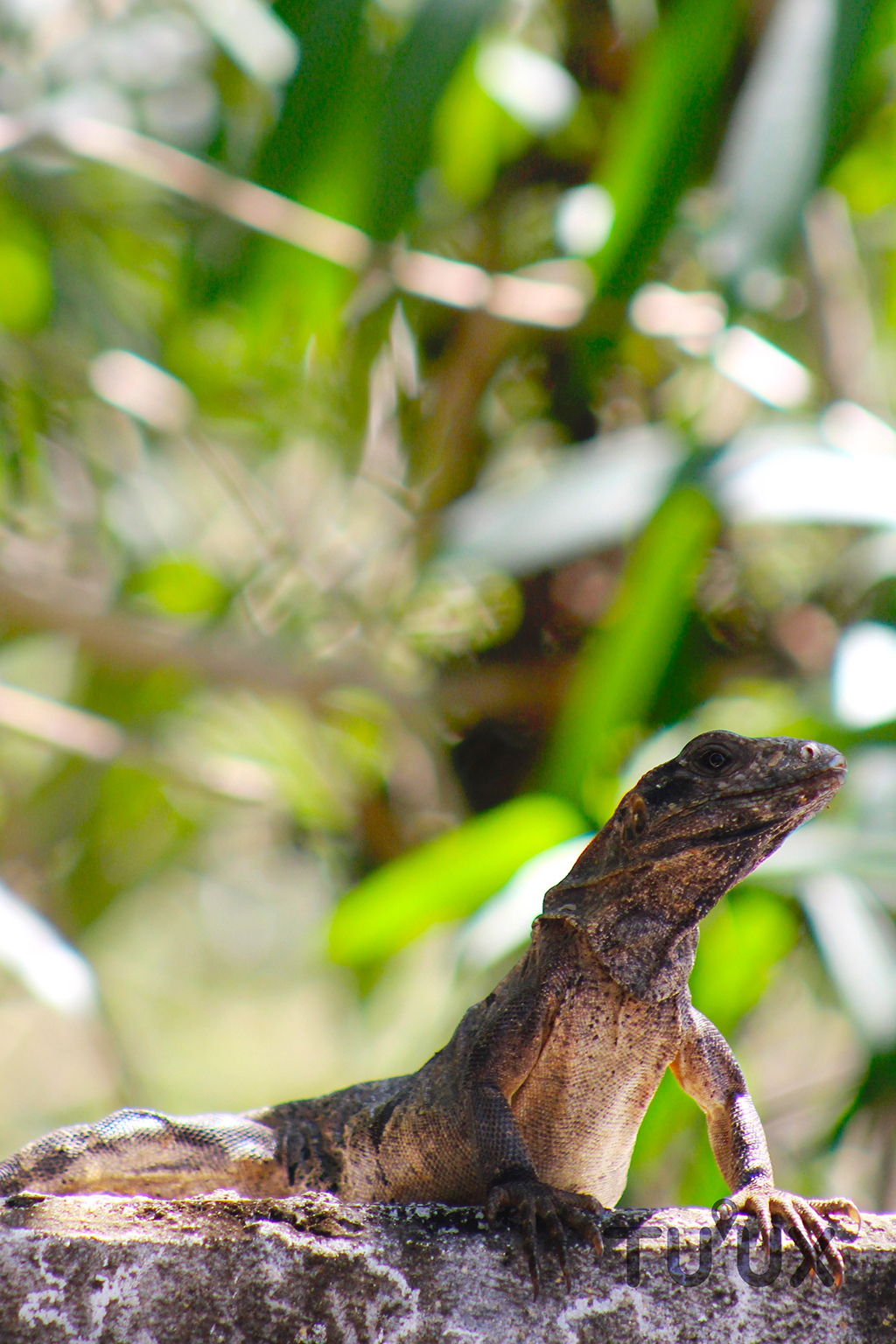 LA IGUANA RAYADA